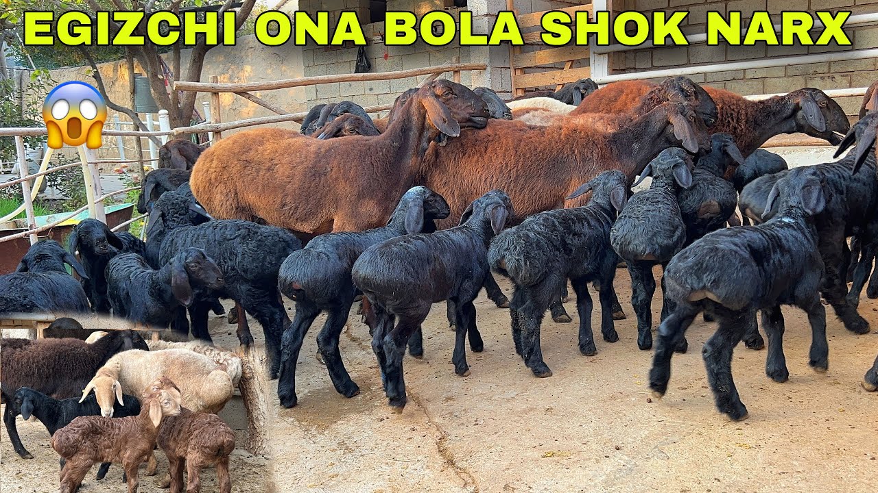 “Akram akadan EGIZCHI ONA-BOLA BOG‘OZLAR 😱 2025 REKORD ARZON!!!”🎅 - YouTube