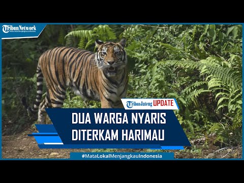Dua Warga Nyaris Diterkam Harimau Saat Mencari Kambingnya yang Hilang