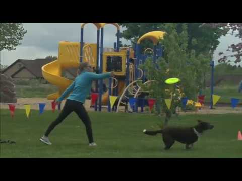 Colorado Disc Dogs 2019 25 Years of Throw & Catch - YouTube