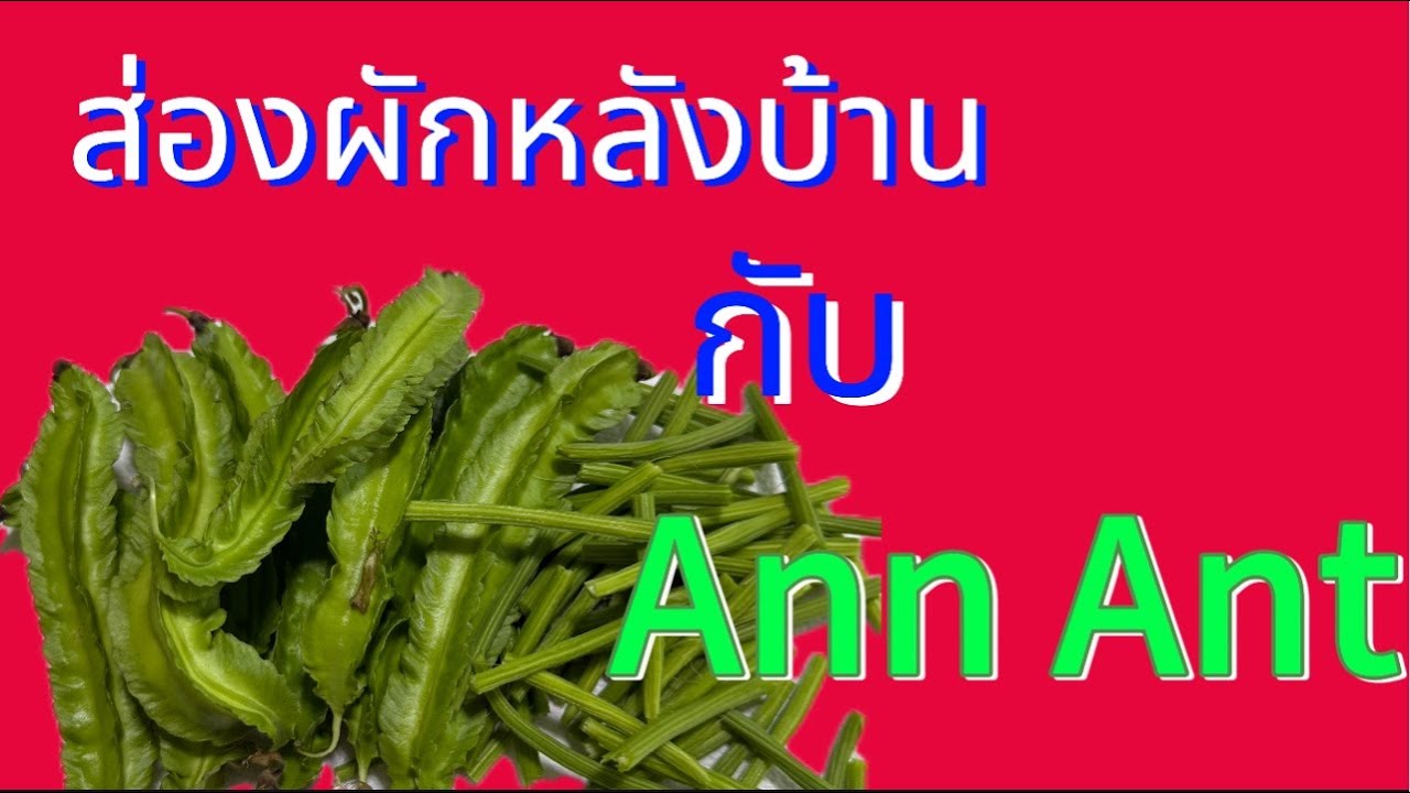 เข้าสวนกับ Ann Ant - YouTube