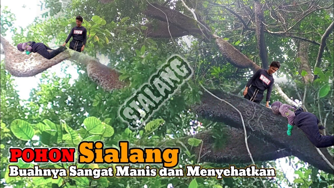 Jackpot Nemu Sialang 10 Sarang,Minta Ampun Sarangnya panjang-panjang ...