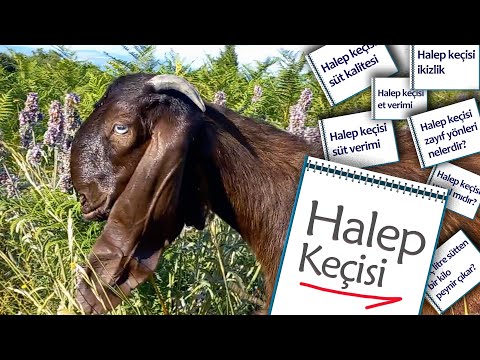 Halep Keçisi özellikleri