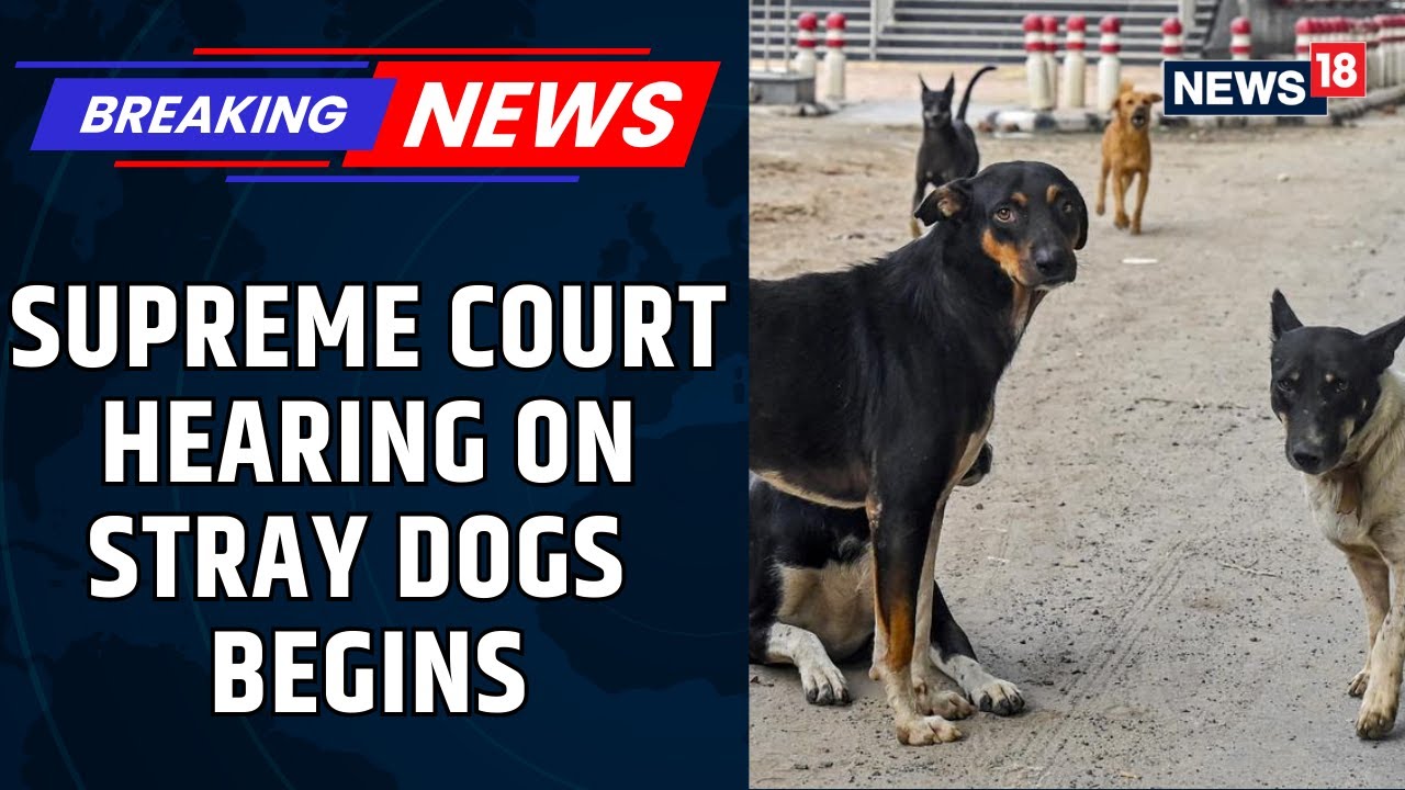 Supreme Court Hears Stray Dogs Case Amidst Tensions and Local Authority ...