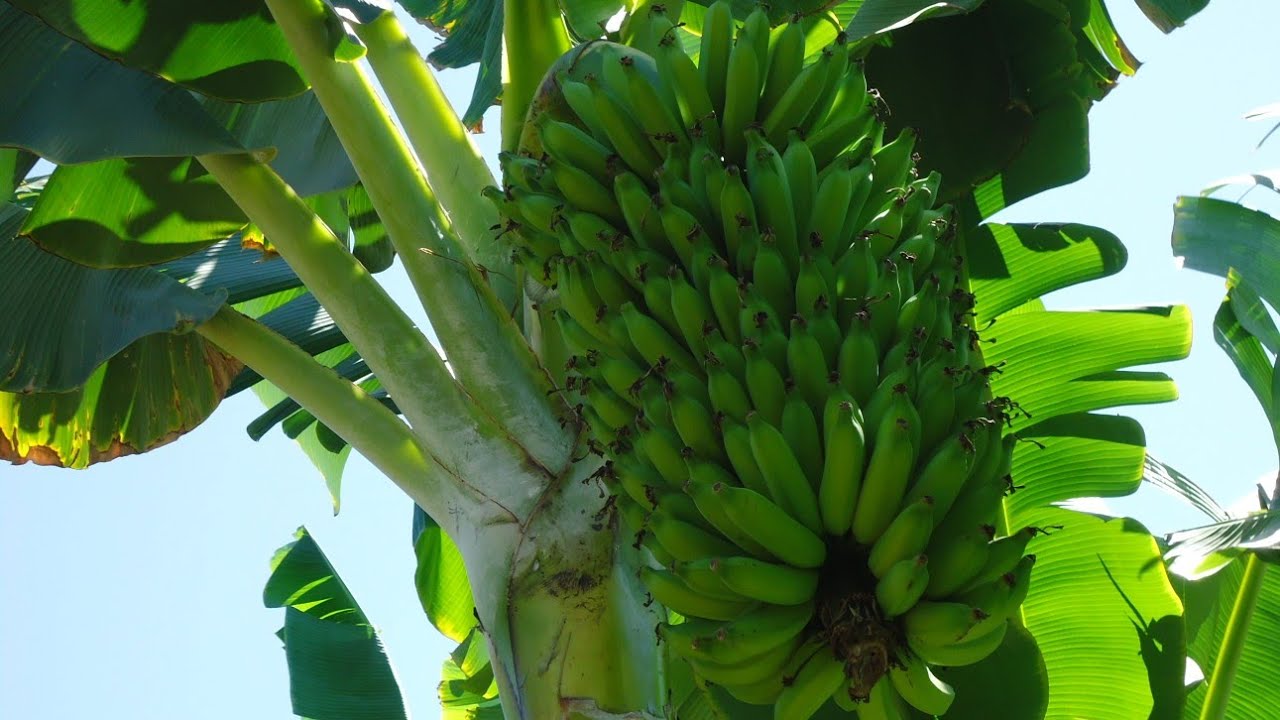Como plantar e colher banana caturra mais rápido simples e fácil - YouTube
