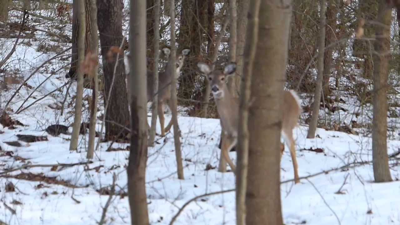Plural Of Deer YouTube