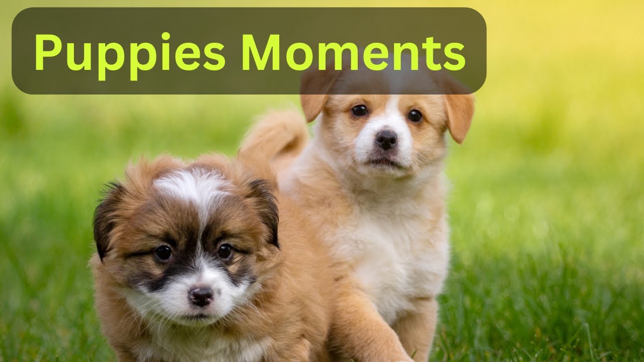 For kids: Most heartwarming cute puppy moments ever #cuteanimals # ...