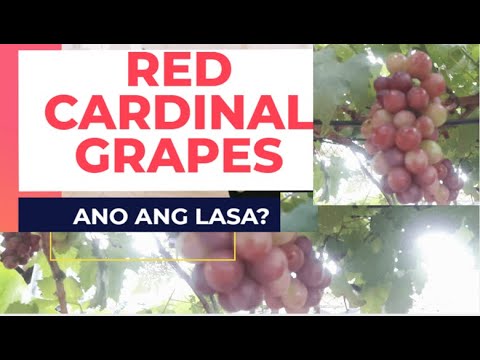 Red Cardinal Grapes Matamis ba ang Bunga? - YouTube