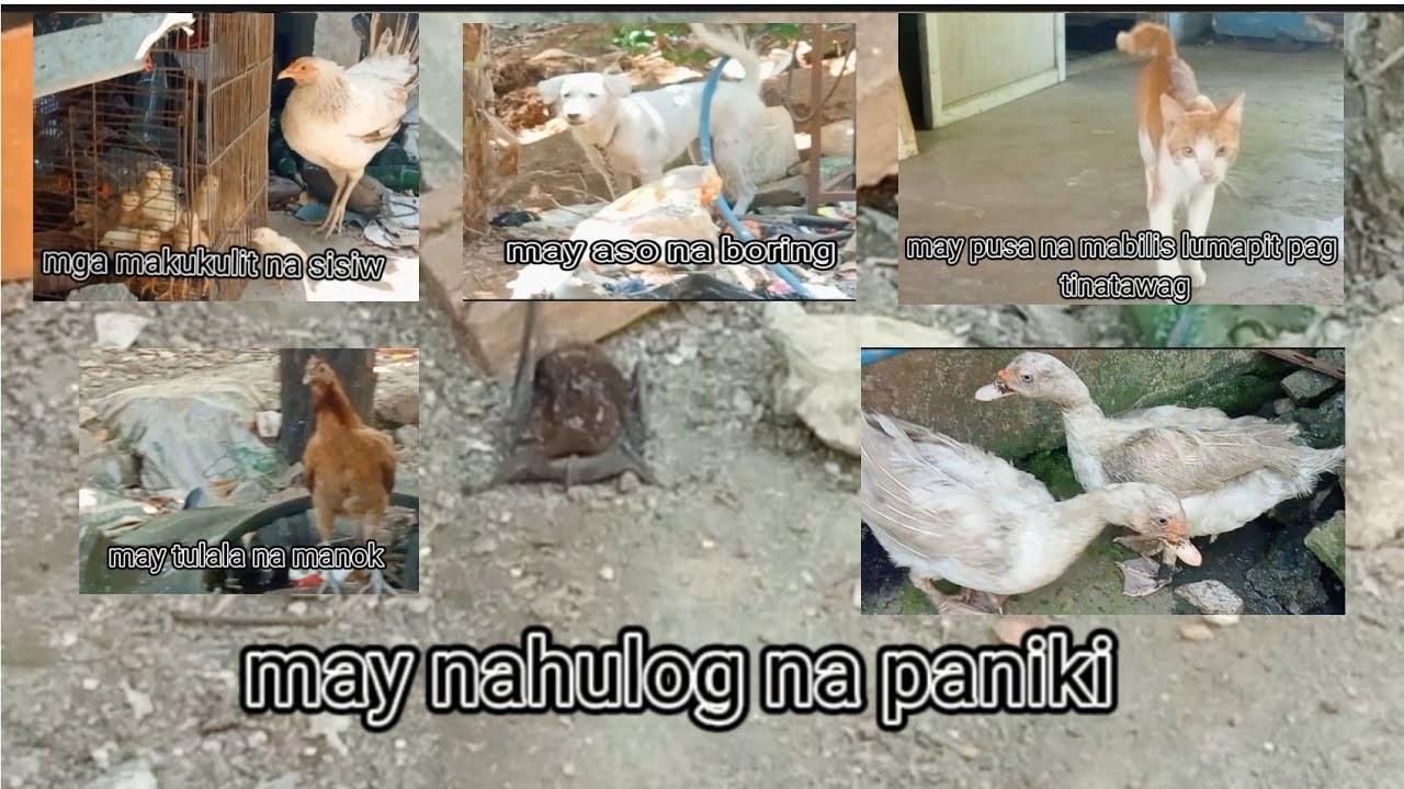 may nahulog na paniki at pakainin naten ang mga alaga sa bahay - YouTube