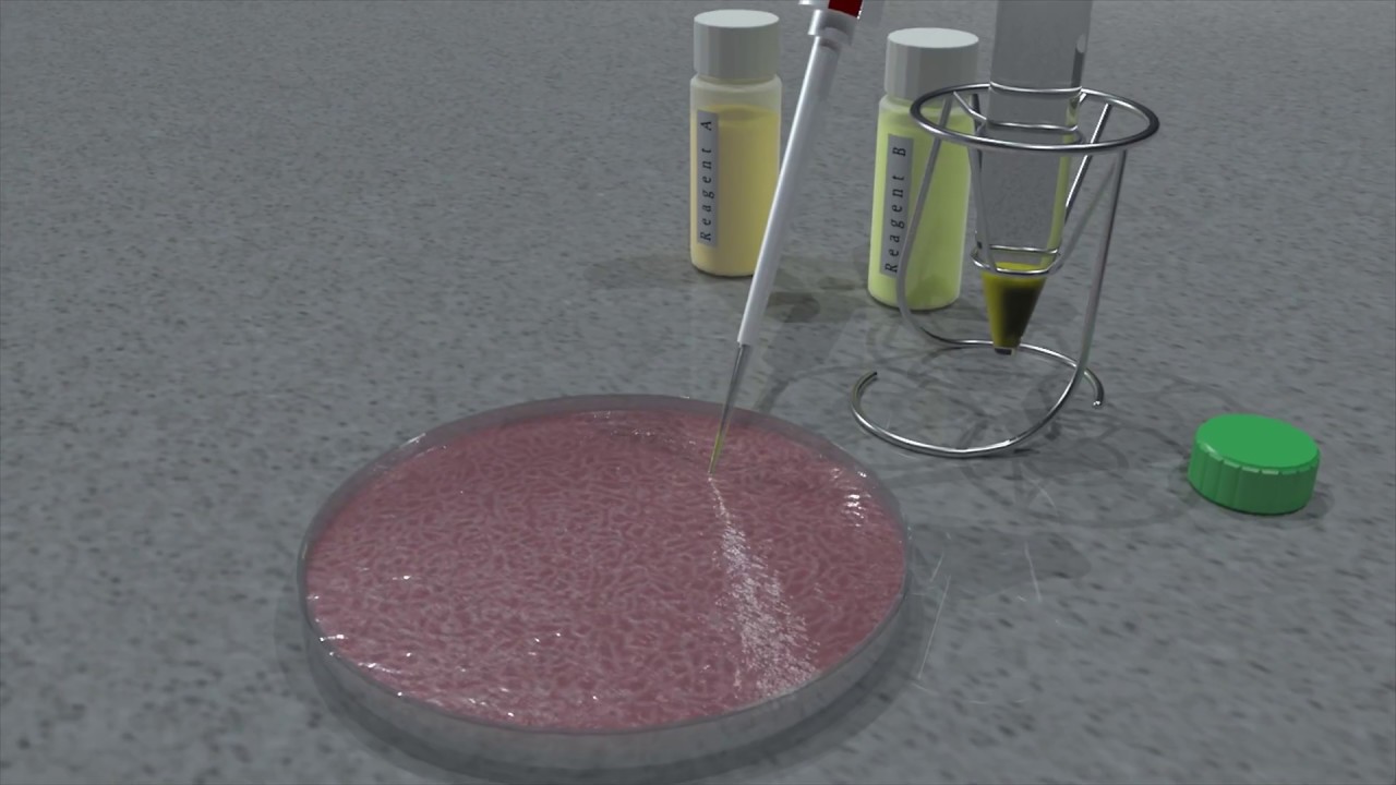 Science Animation Petree Dish Video - YouTube