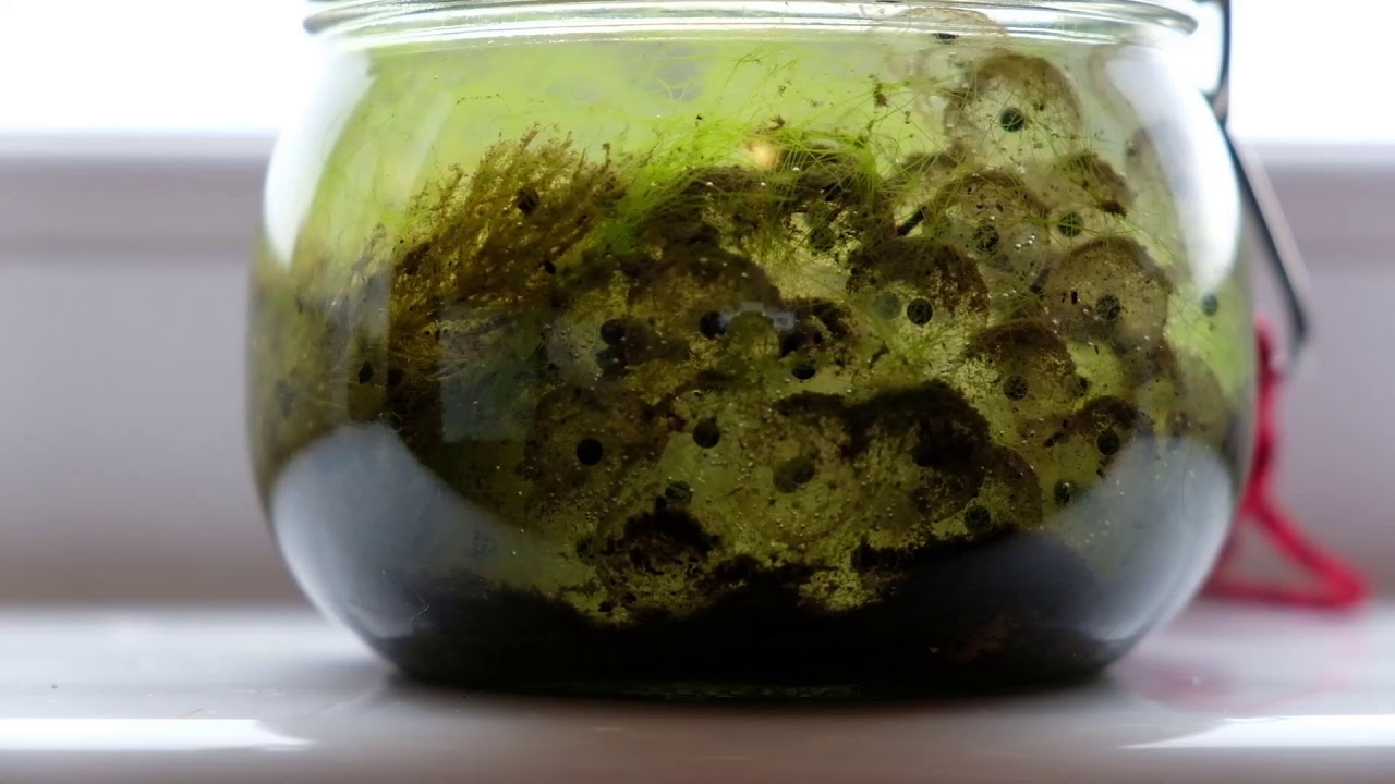 How To make a Bio Jar - YouTube