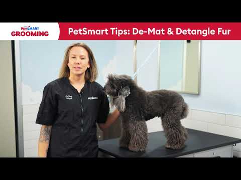How to Detangle Matted Dog Fur at Home | PetSmart Grooming Tips