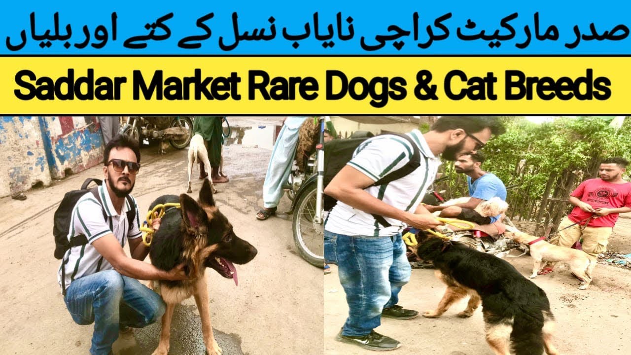 Saddar Dogs Market Karachi | Sunday Rare Dogs & Cats Market Karachi ...