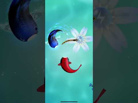 Zen Koi Pro | Episode 8 (Collection: Sanke Unlocked, 6 Dragons, Current ...