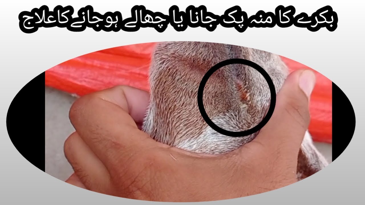 Goat Mouth Sore Treatment || Mouth Blisters Treatment || Chalon Ki Waja ...