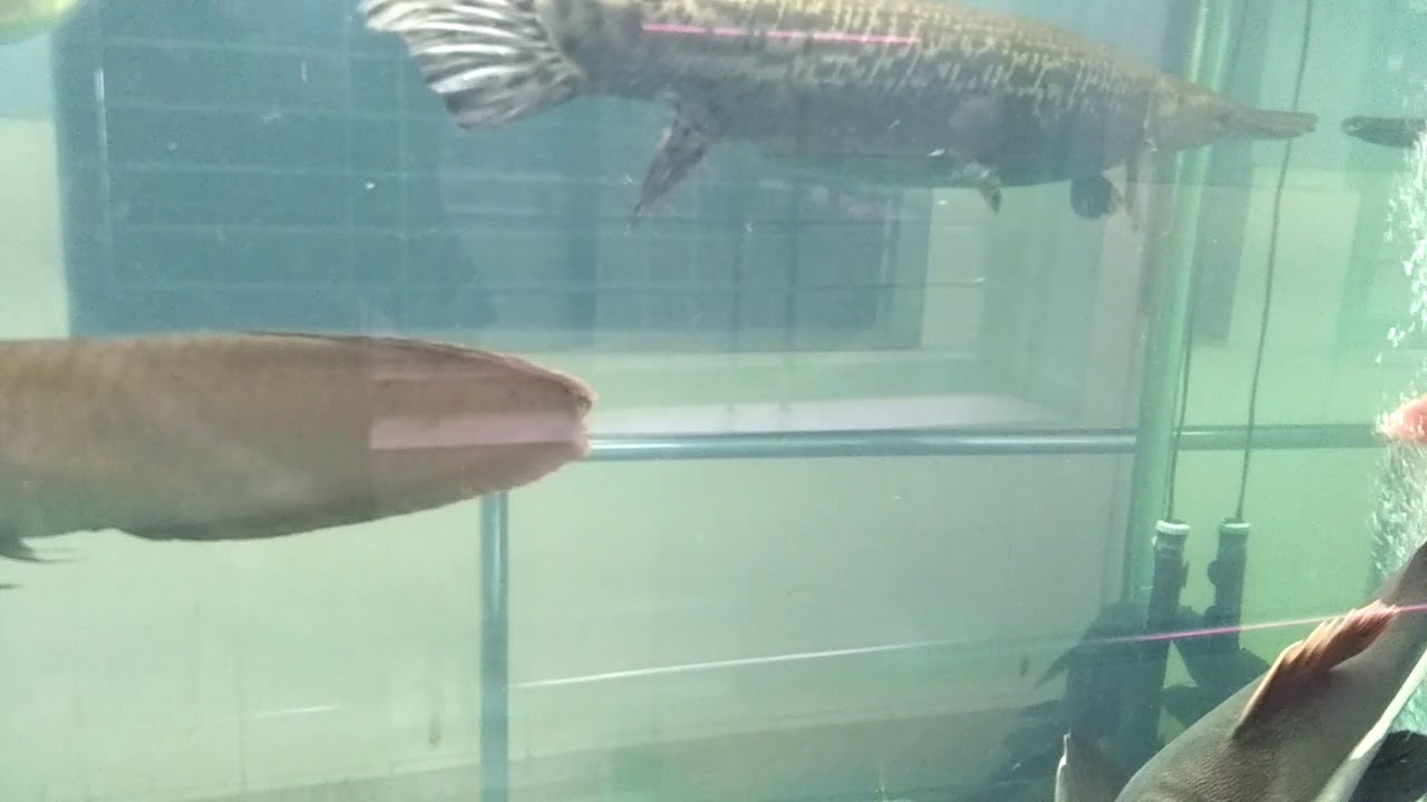 Verity fish in aquarium - YouTube