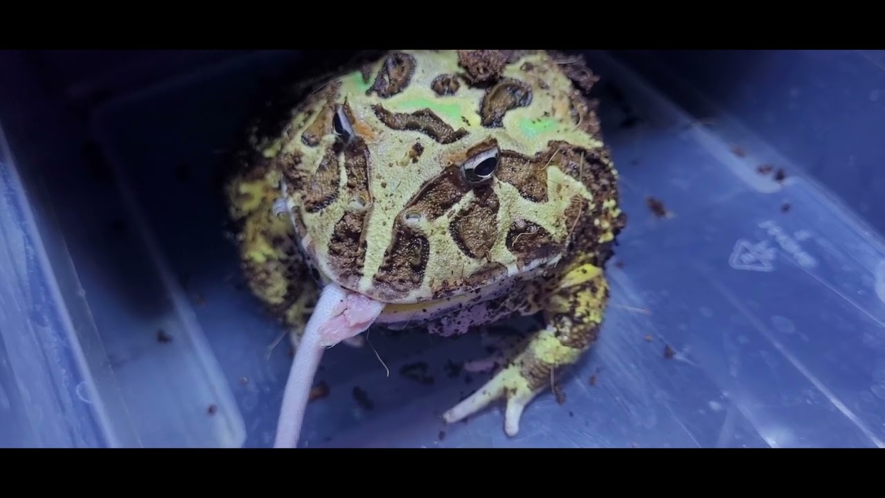 Frog Eats Live Mouse Whole / Warning Live Feeding - YouTube