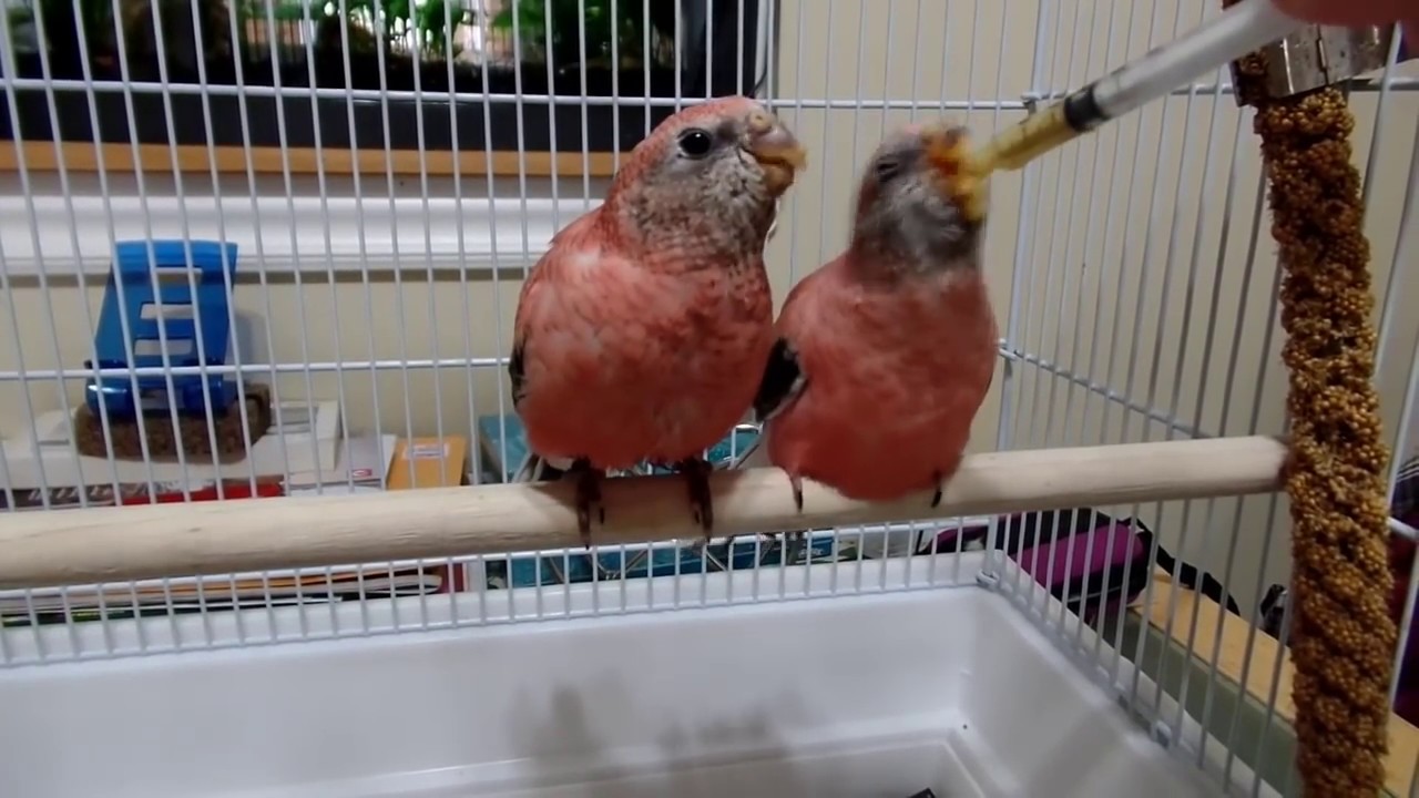 Hand feeding Rosey Bourke Parakeets and a Scarlet Chested Parakeet ...