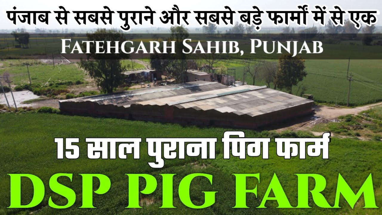 DSP Pig Farm | 15 साल पुराना सुअर फार्म | सबसे बड़े पिग फार्मों में से ...