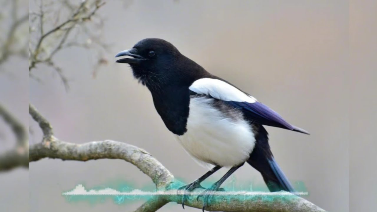 Magpie Call For Hunting | Magpie Sounds - YouTube