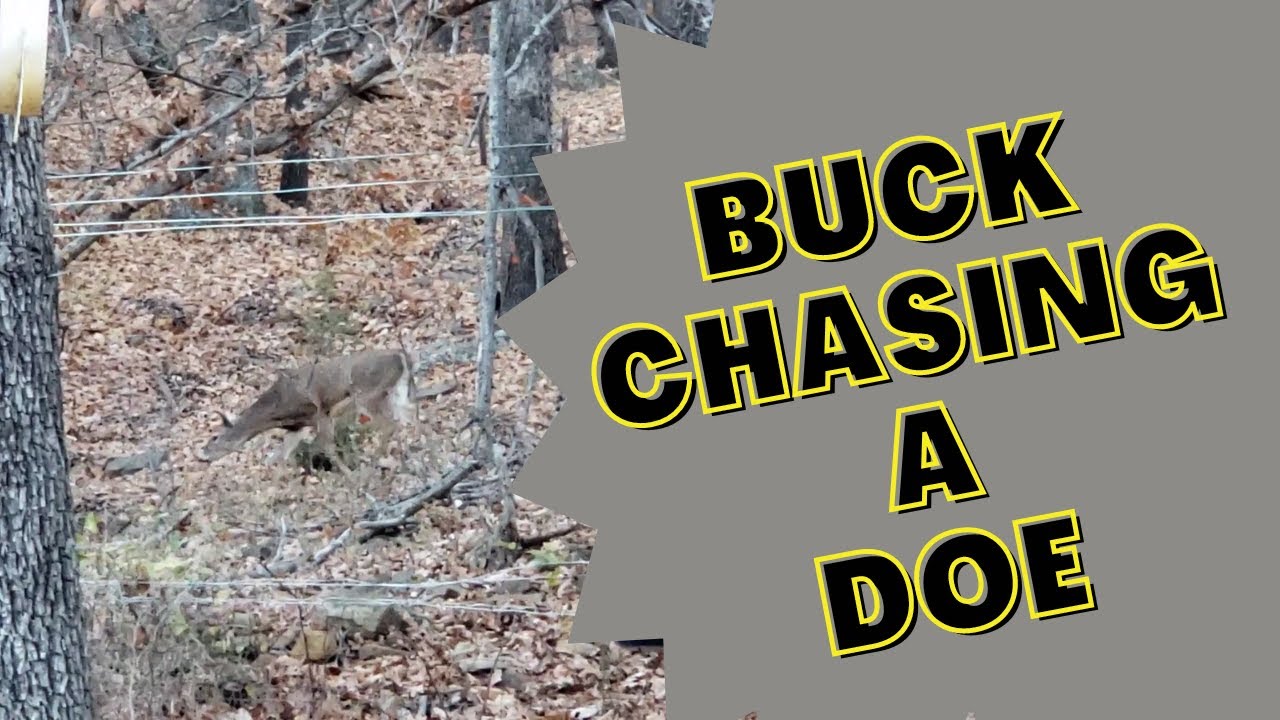 Backyard Deer - Buck Chasing a doe. - YouTube