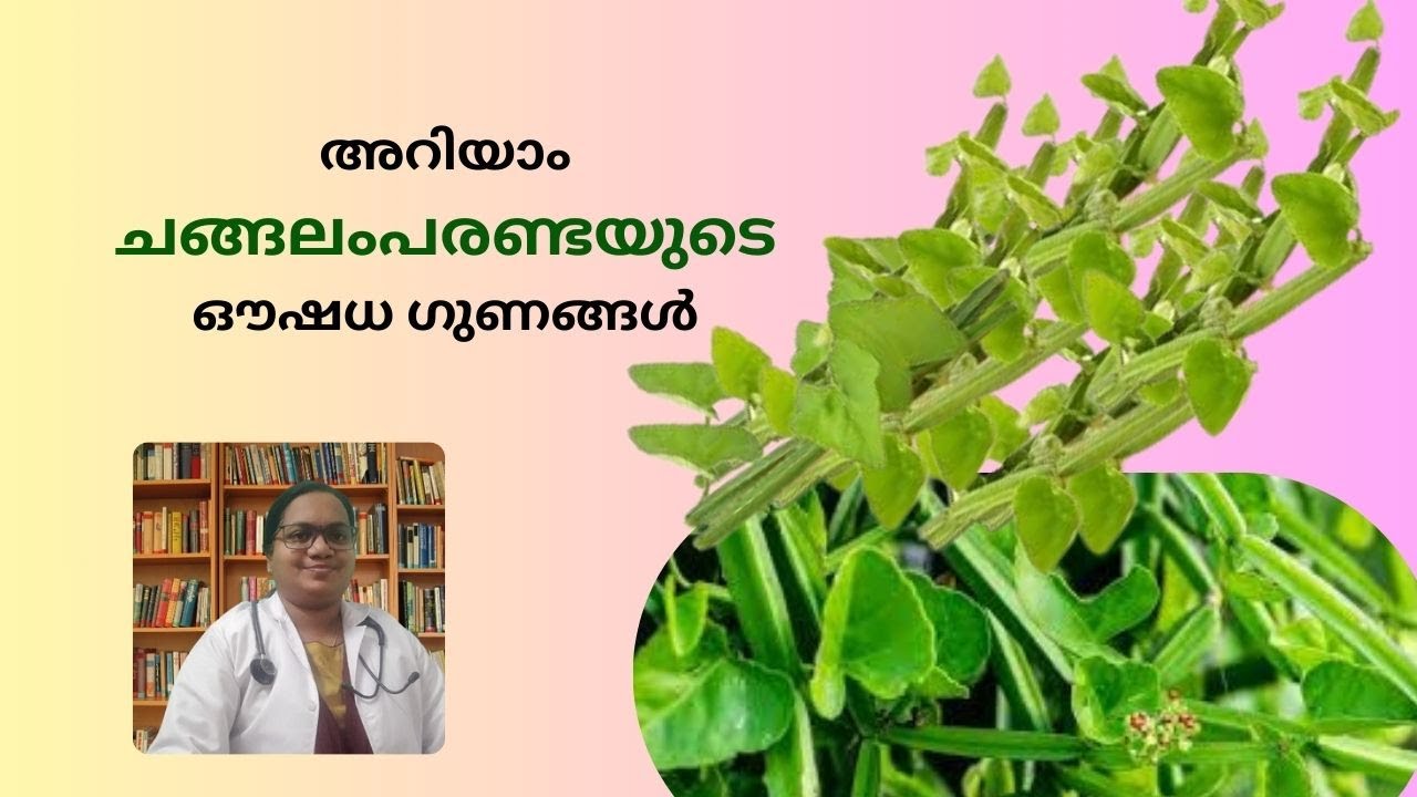 അറിയാം ചങ്ങലംപരണ്ടയുടെ ഔഷധ ഗുണങ്ങൾ/ Changalamparanda Tailam/Bone setter ...