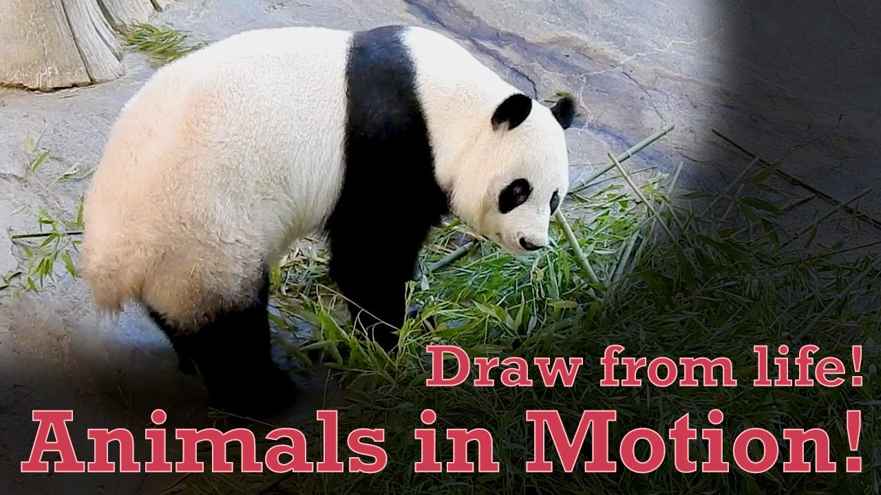 Draw from Life - Animals in Motion #2 - Panda - YouTube