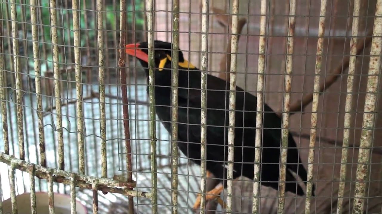 mynah bird talking tagalog - YouTube