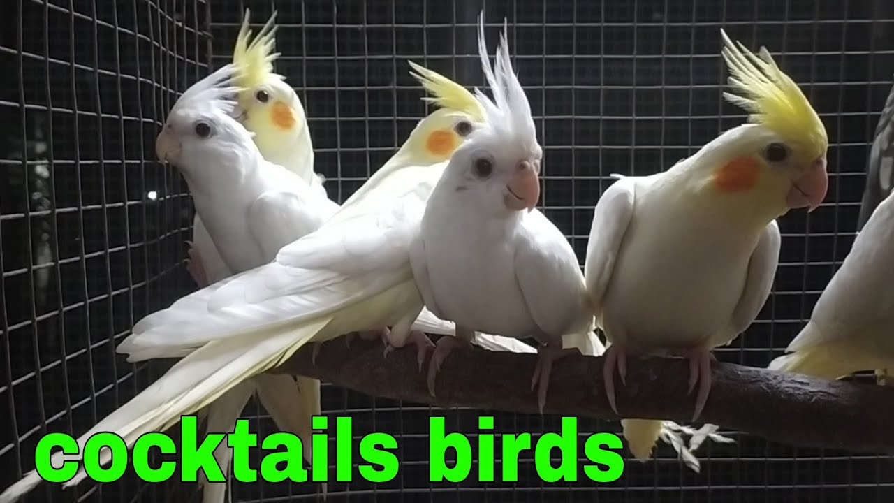 cocktails birds new baby | cocktails birds colony - YouTube