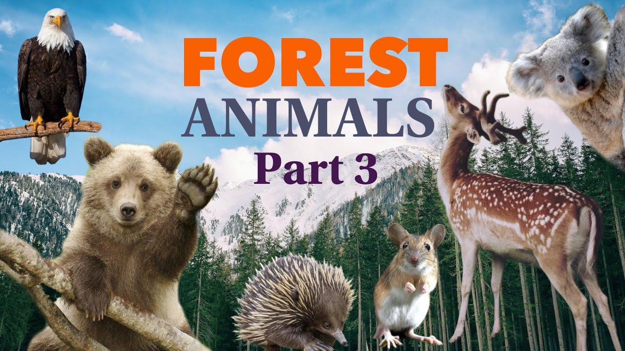 Forest Animals Part 3: Eagle ,Deer, Koala, Squirrel, Bear, Wolf, Mouse ...