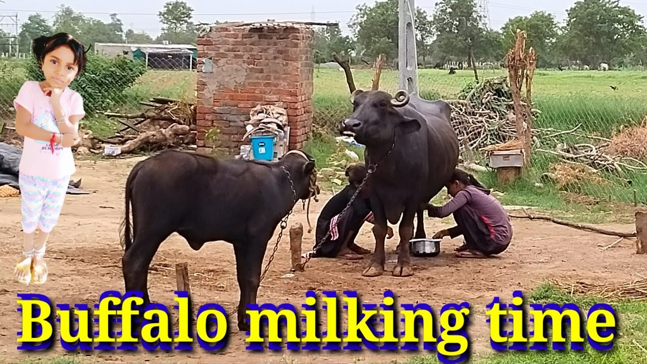 दुध दोहने का टाईम हो गया,buffalo milking time,milking machine,buffalo milking machine,buffalo ...