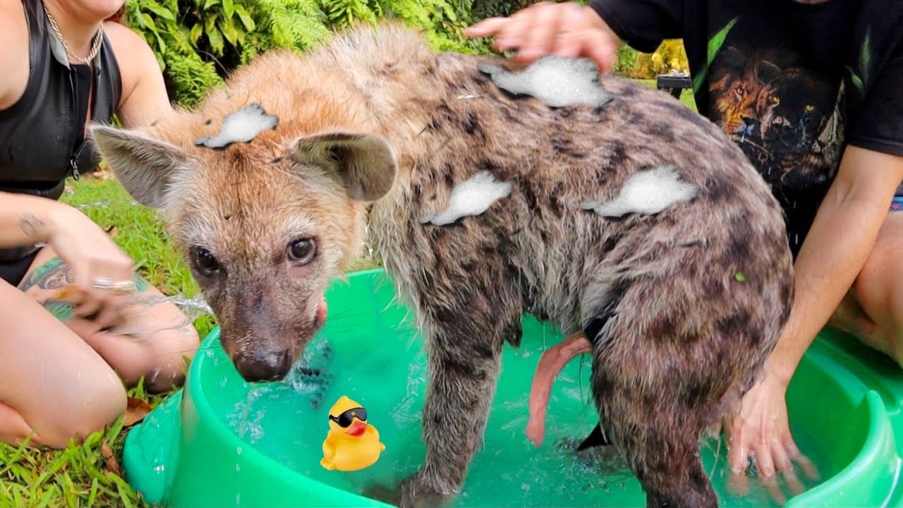 BABY HYENA GETS HIS FIRST BUBBLE BATH ! WILL HE LIKE IT ?! - YouTube