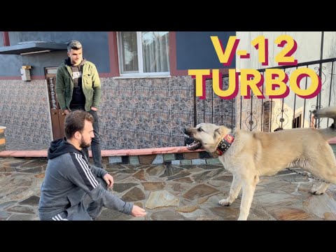 CÜNEYT ALCAPONU SEVMEK İÇİN ŞANSINI ZORLADI