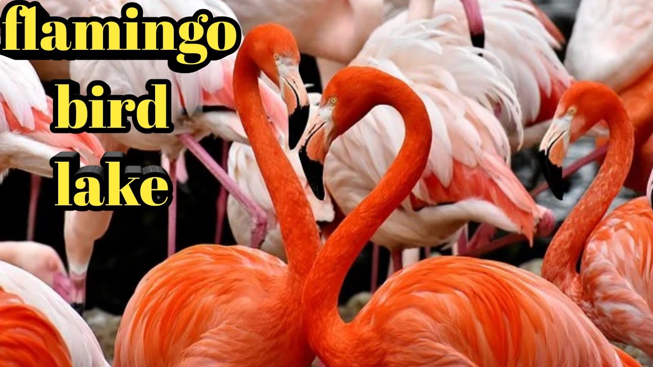 interesting facts about flamingos and greater flamingo migration ...