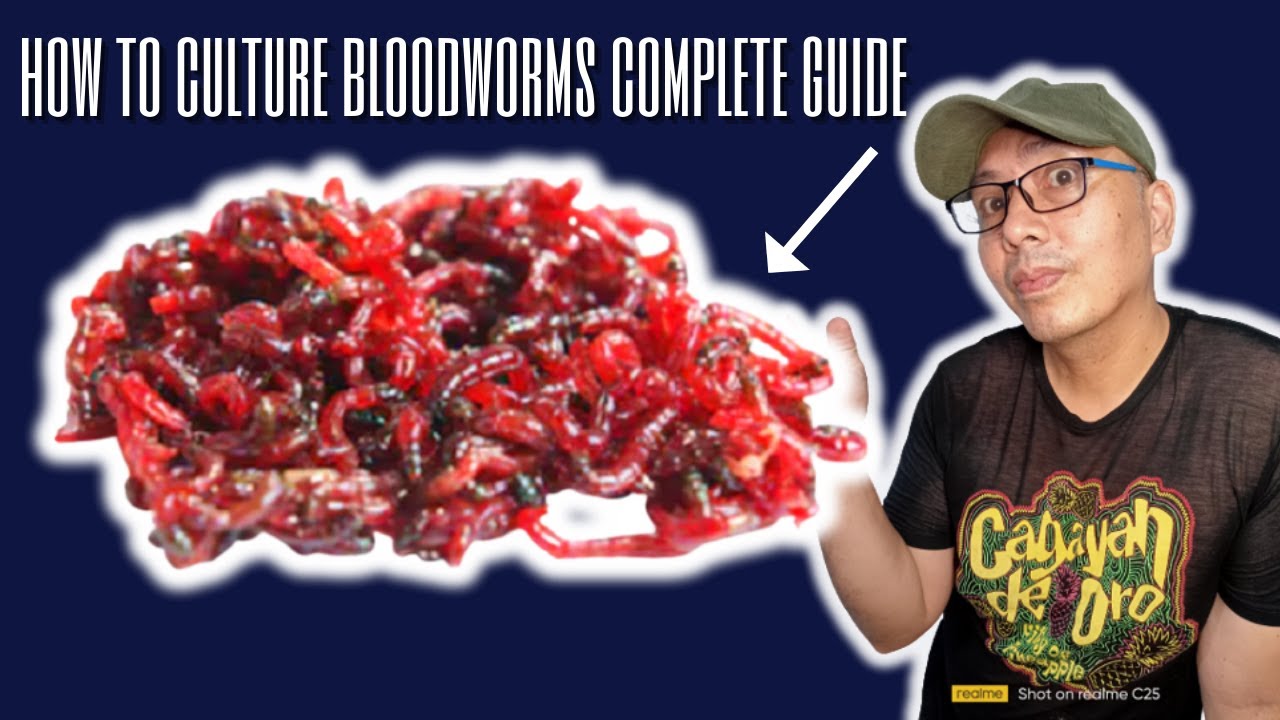 how to culture bloodworms complete guide Live Fish Food - YouTube
