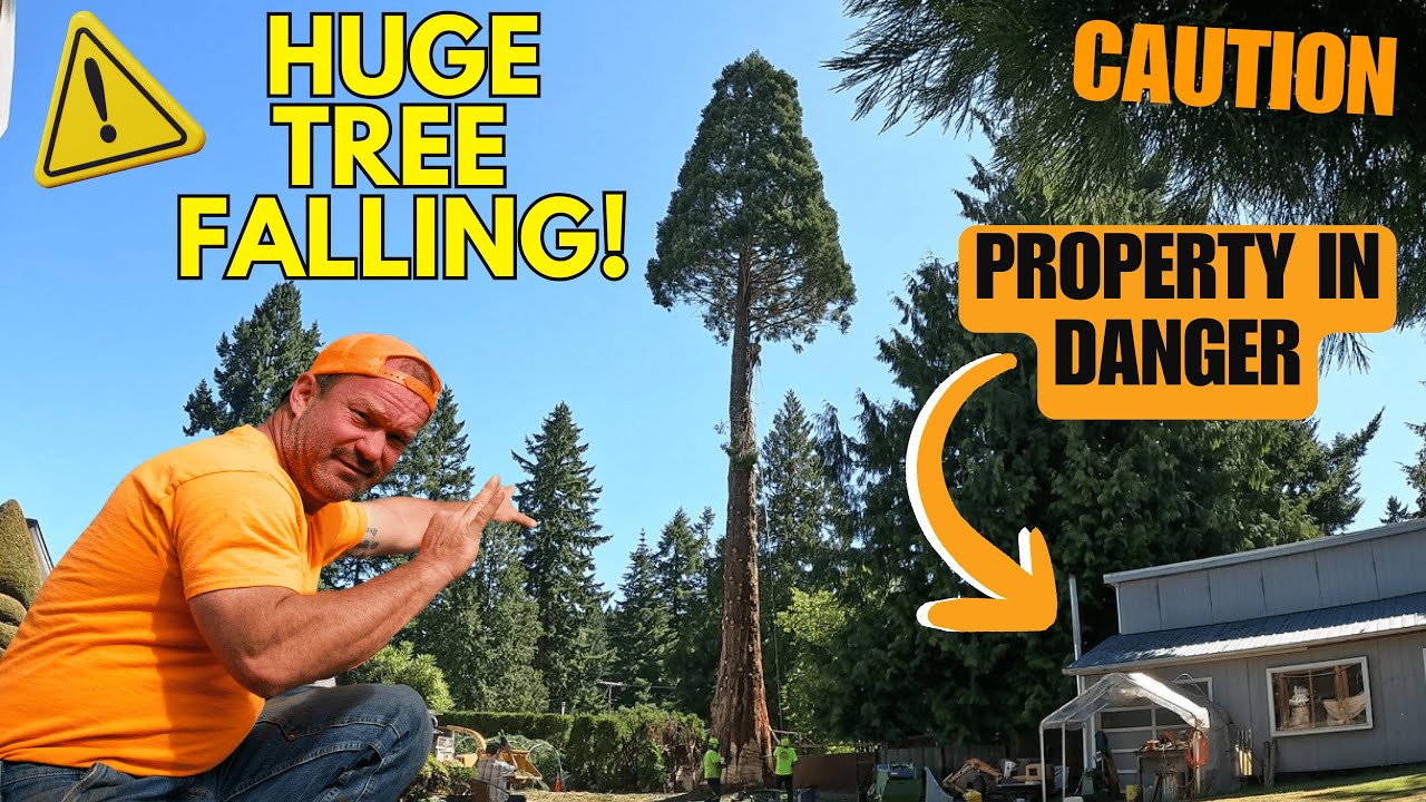 Tree FALLING after 20 YEARS it’s TIME! | SATISFYING Tree Falling for ...