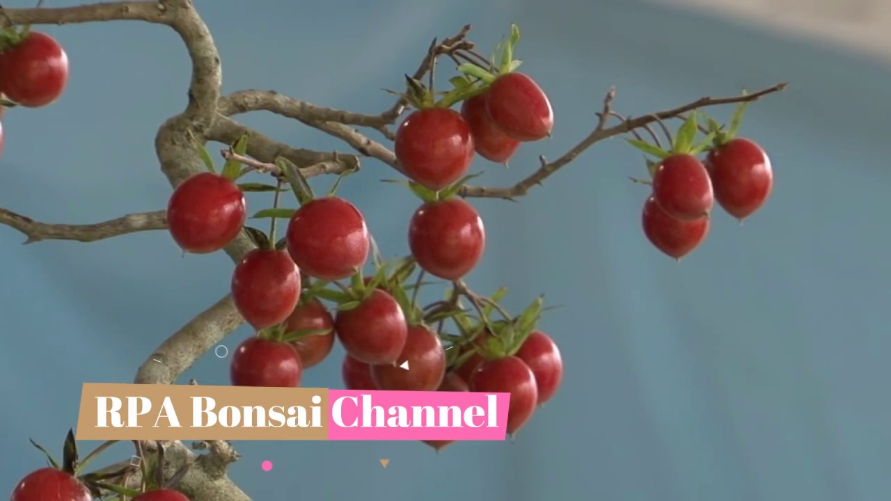 Persimmon Bonsai Tree - YouTube