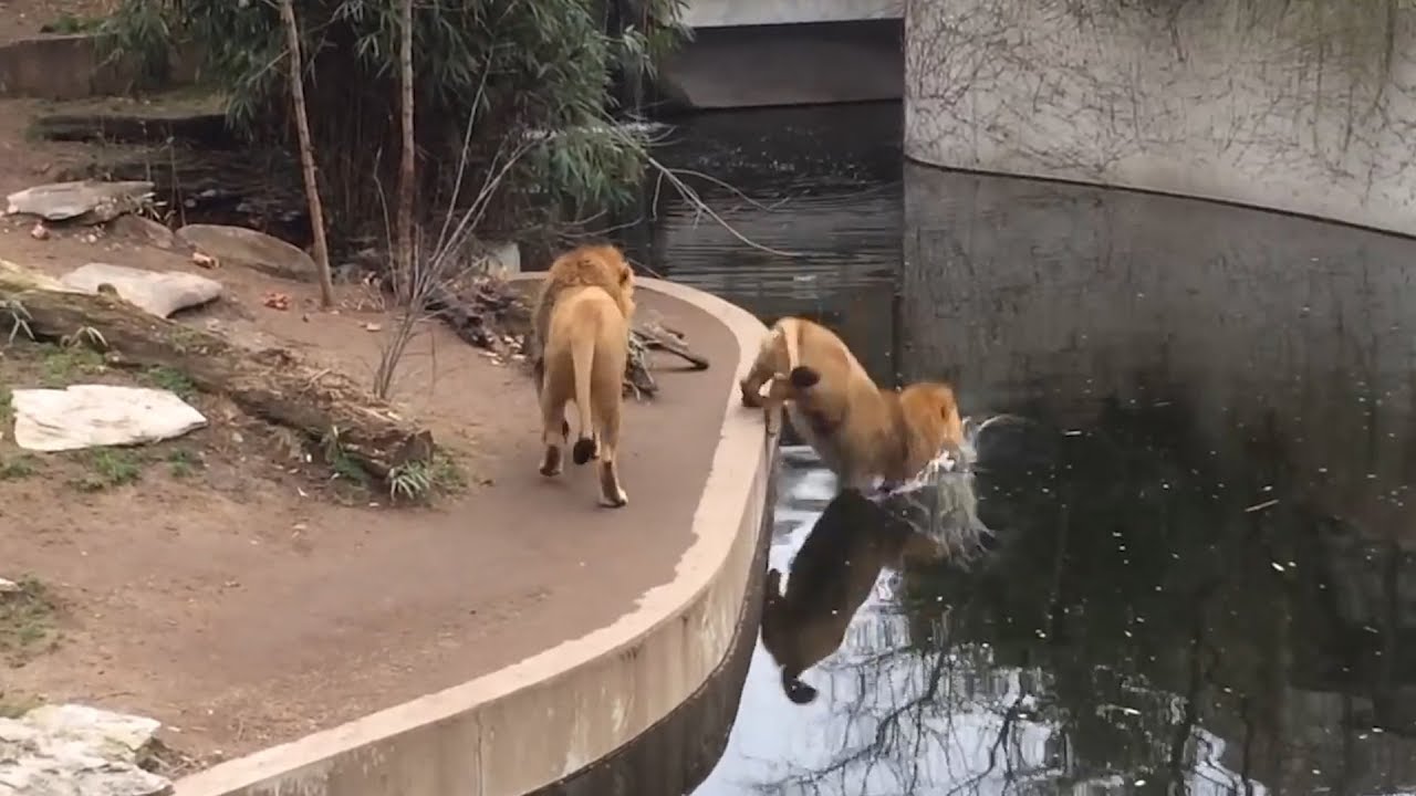 Funny Animal Fails Compilation 2019 - YouTube