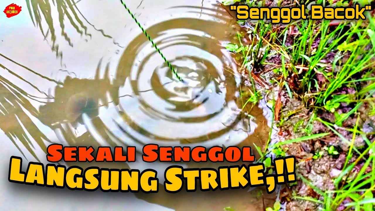 Tes Pancing Belut "SENGGOL BACOK" (WELUT SQUAD) - YouTube