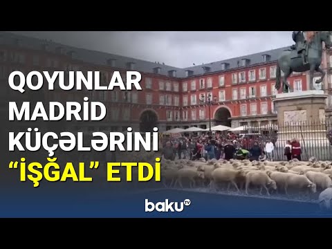 Qoyunlar Marid küçələrini \