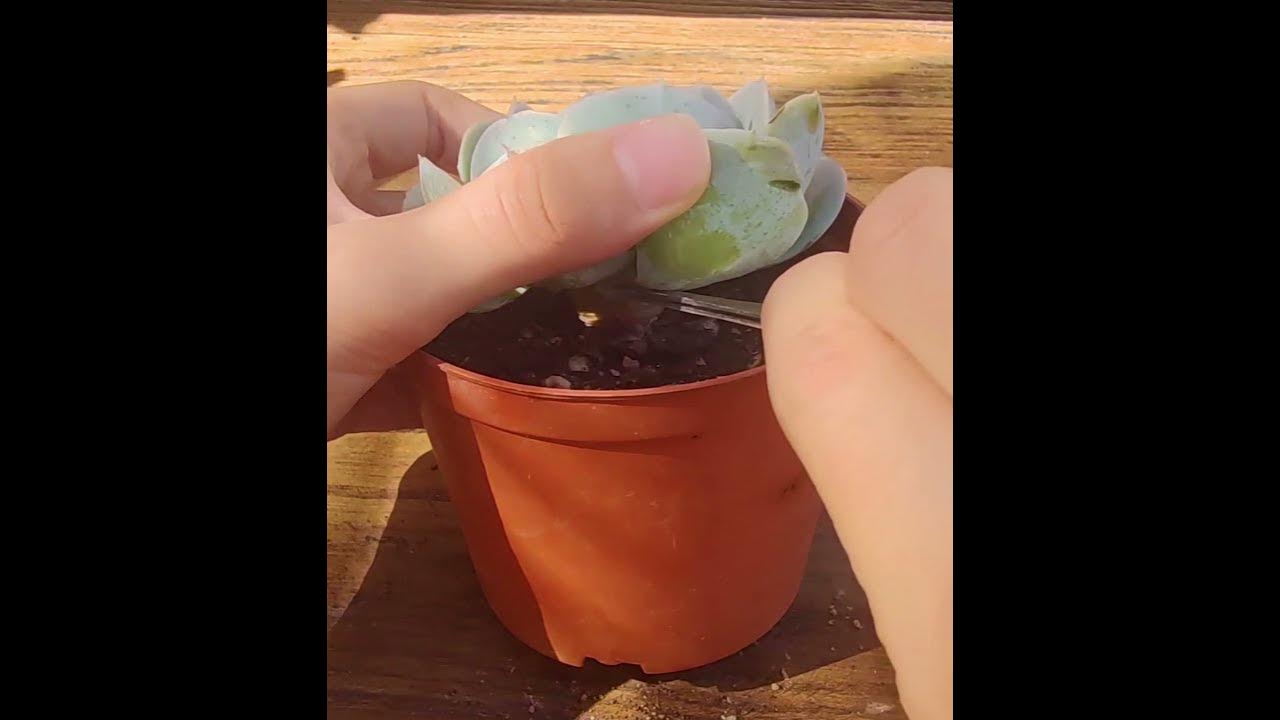 Should You Remove Dead Leaves From Succulents The Next Gardener should-you-remove-dead-leaves-from-succulents-the-next-gardener