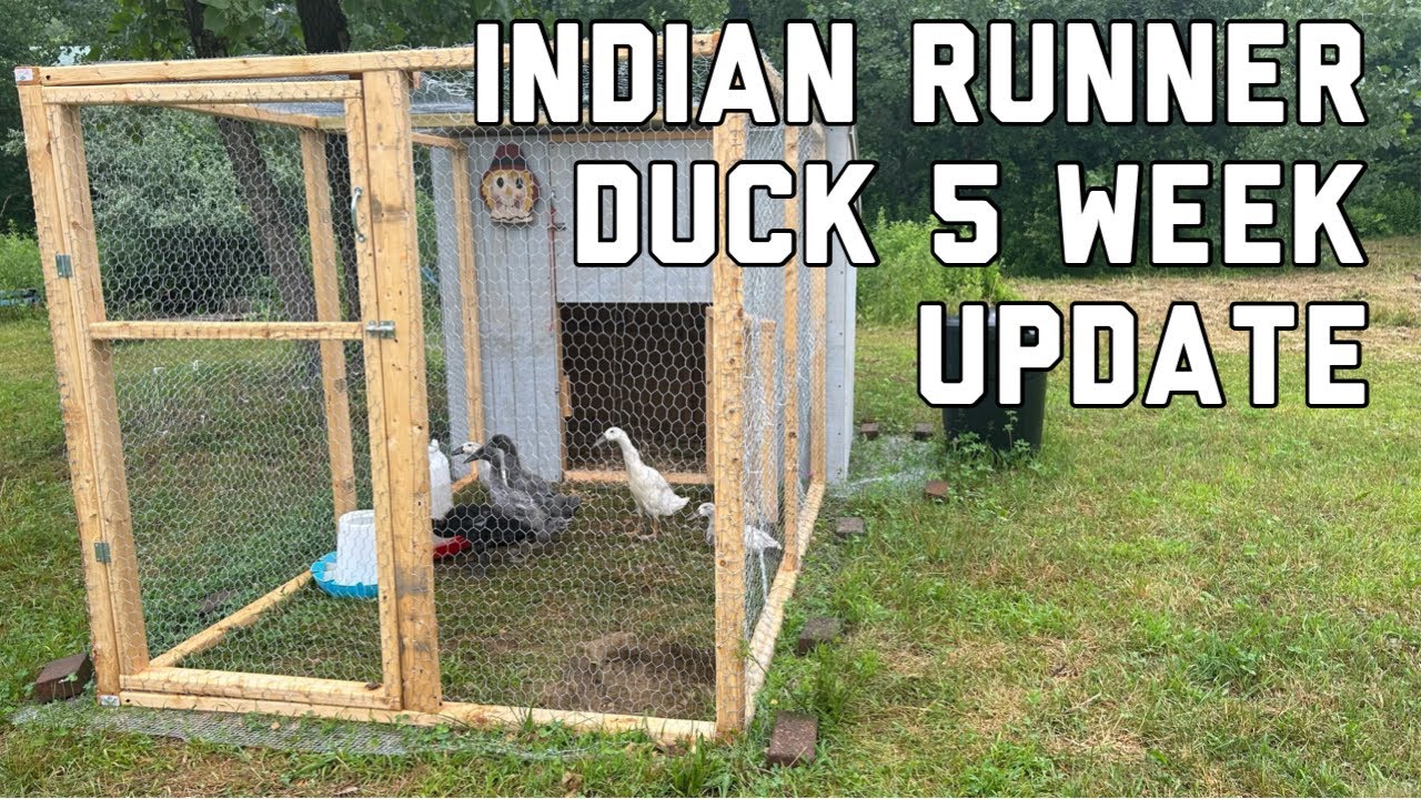 My Indian Runner Ducks : 5 Week Update - YouTube
