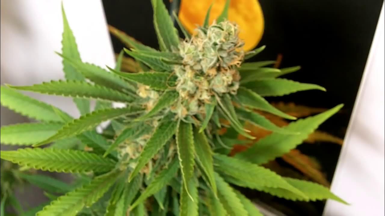 Subcool's Vortex Day 50.MOV - YouTube