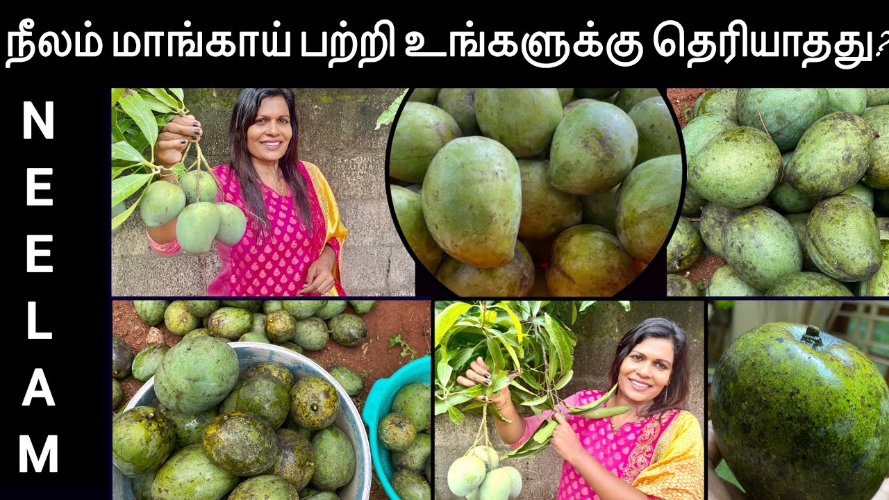 நீலம் மாங்காய் அறுவடையும் வளர்ப்பு முறையும்|What are Neelam mangoes|Top ...