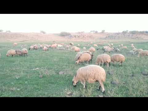 SİVEREK KEWCAL KÖYÜ denge Beje Kürtçe uzun hava VİDEO YAPIM MURAT DELİBAŞ DENGE KURDİ ZAZAKi