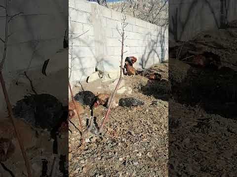 Toplu Küllenme!! #jilet #horoz #rooster #aseel #sarıkız #keşfet #shorts