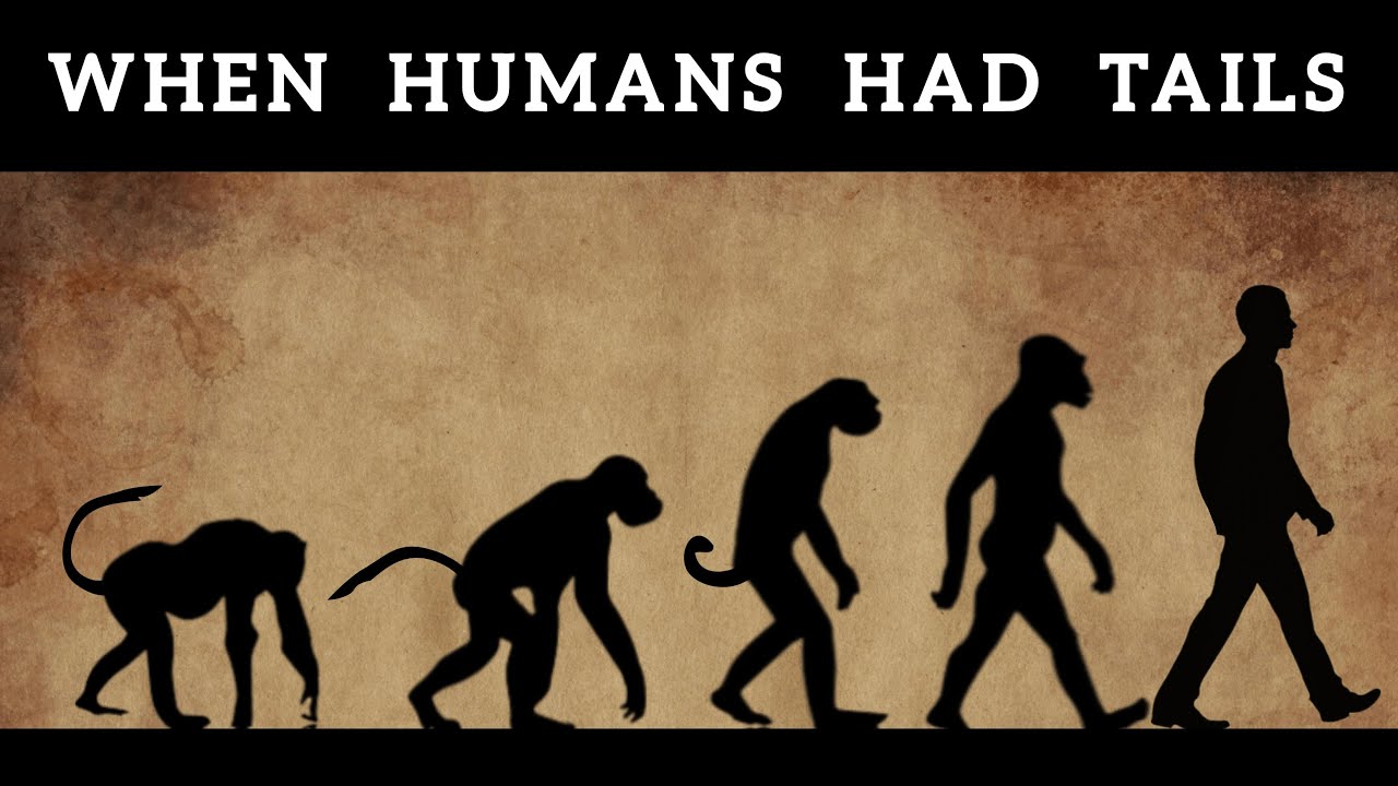 Why Did Humans Lose Their Tails? - YouTube