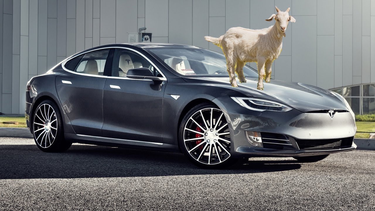 Goat drives Tesla - YouTube
