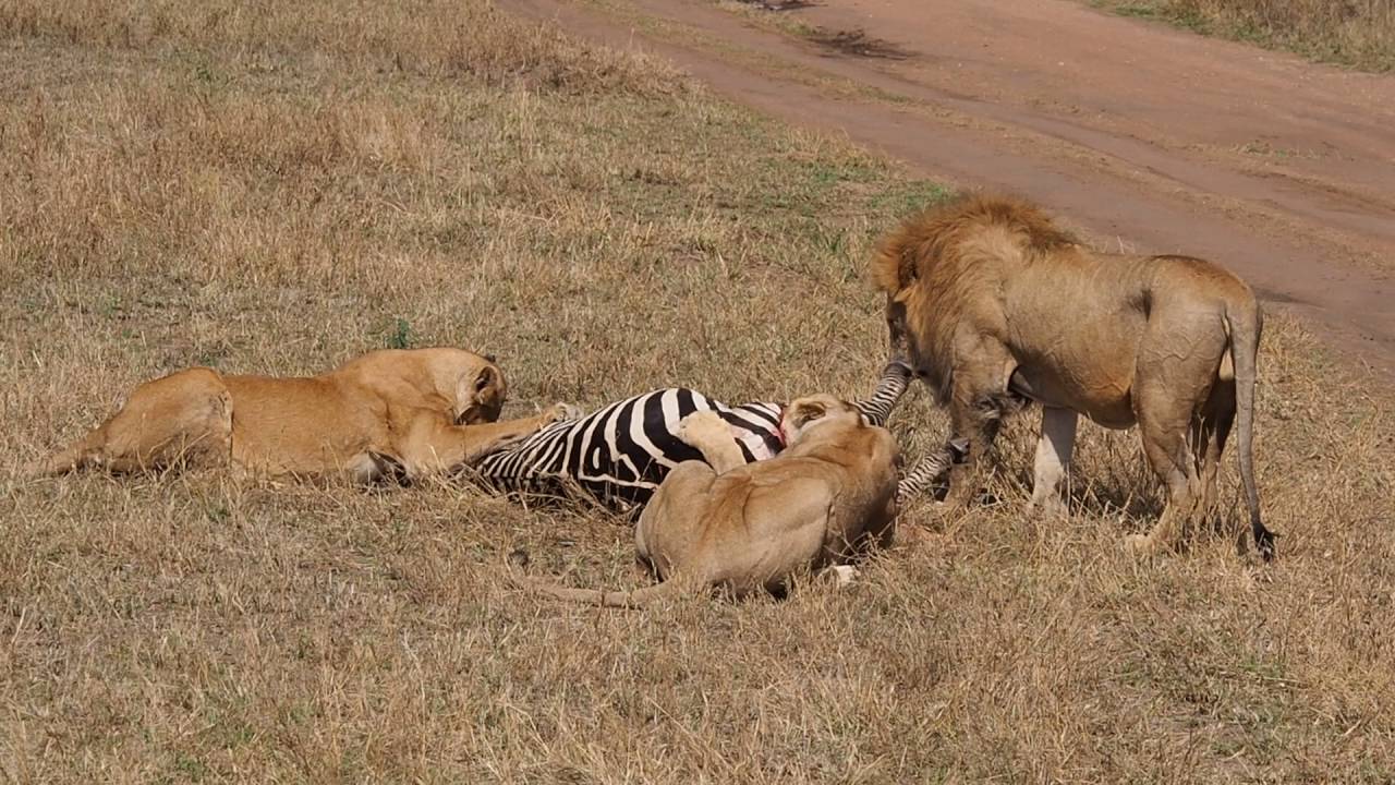 Lions Killing Zebra - YouTube