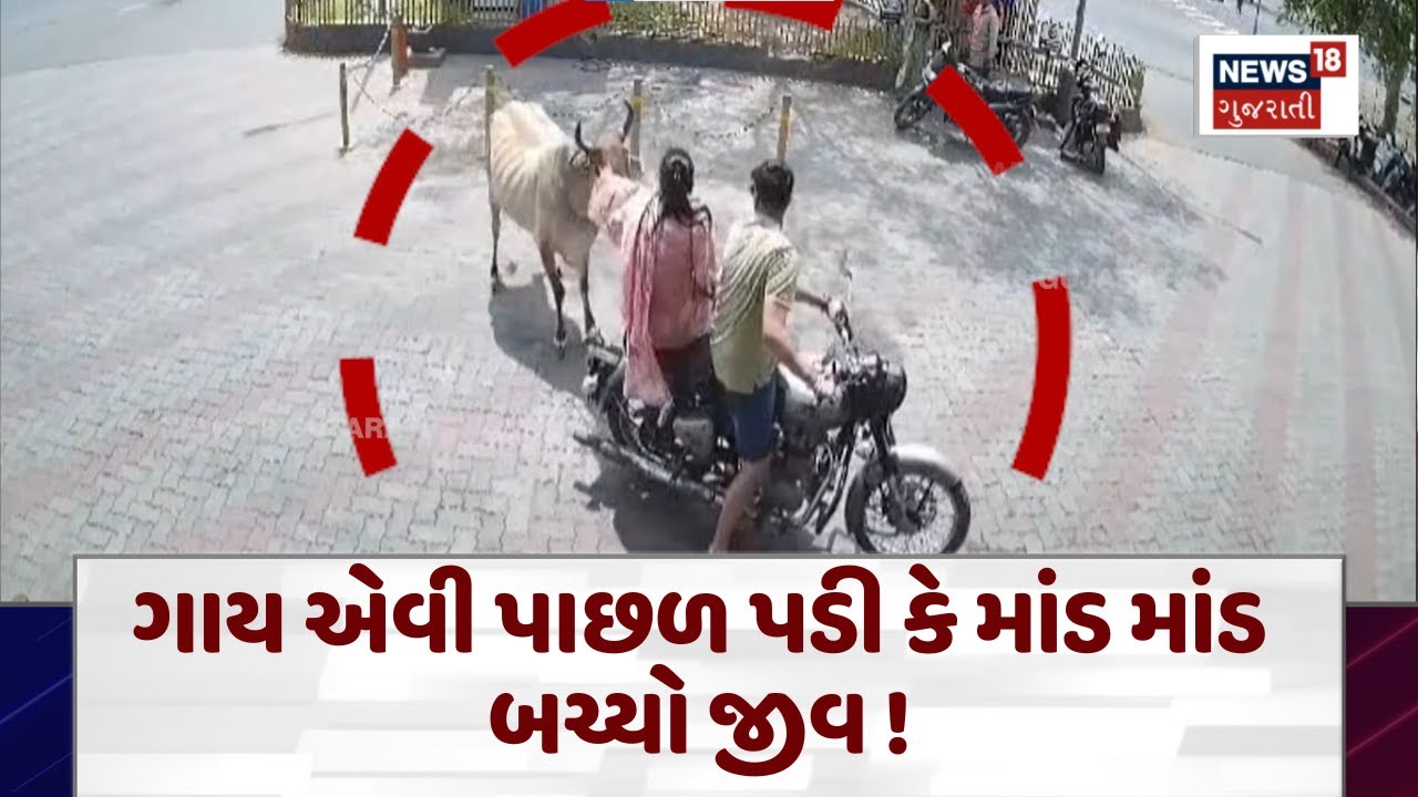 Aravalli News : ગાય એવી પાછળ પડી કે માંડ માંડ બચ્યો જીવ ! | CCTV Camera ...