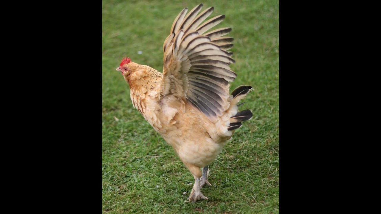 ADORABLE CUTE ROASTER #FarmAnimals #PoultryChicken - YouTube